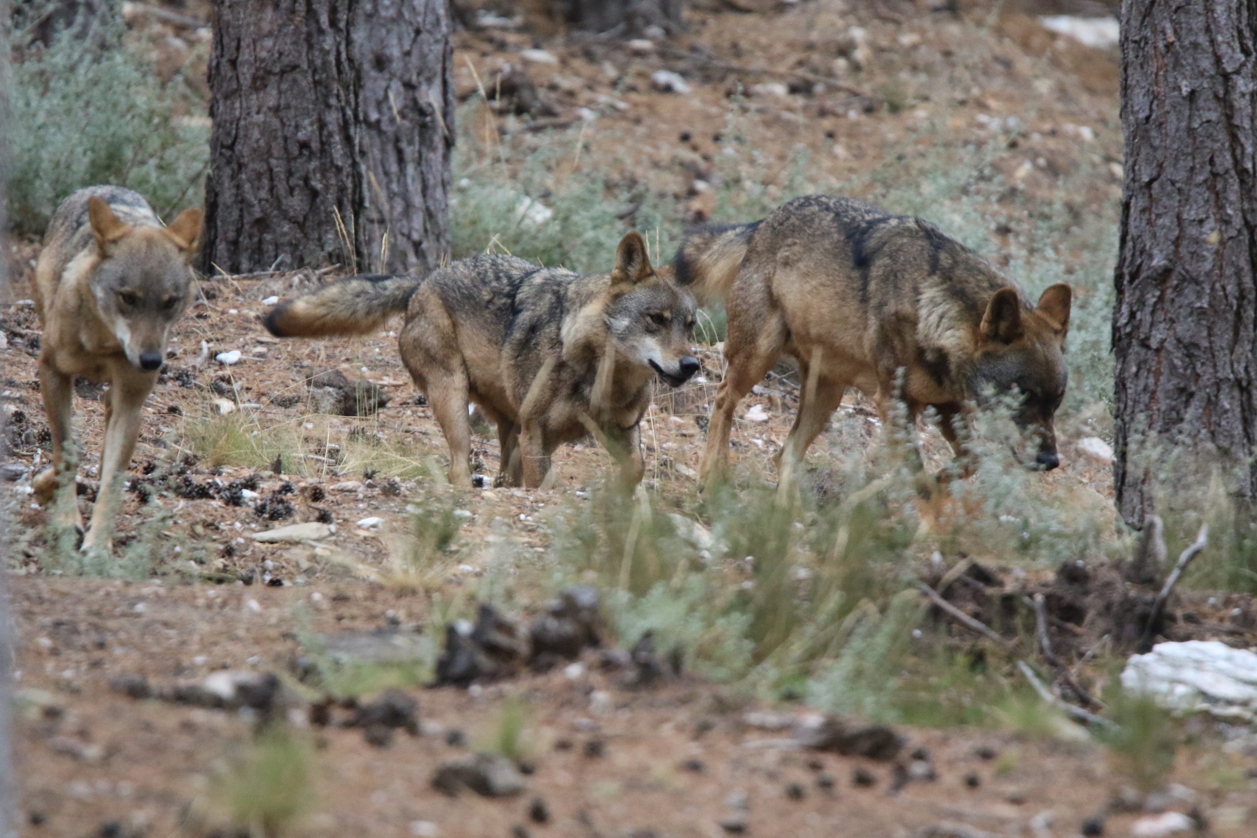 Rebajar la protección del lobo tras lo dicho por Europa - Upa cyl